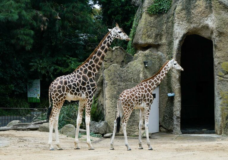 MELBOURNE ZOO: Zero Waste by 2019 - Compost Connect