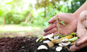 Compostable Certifications – Why Do They Matter? - Compost Connect