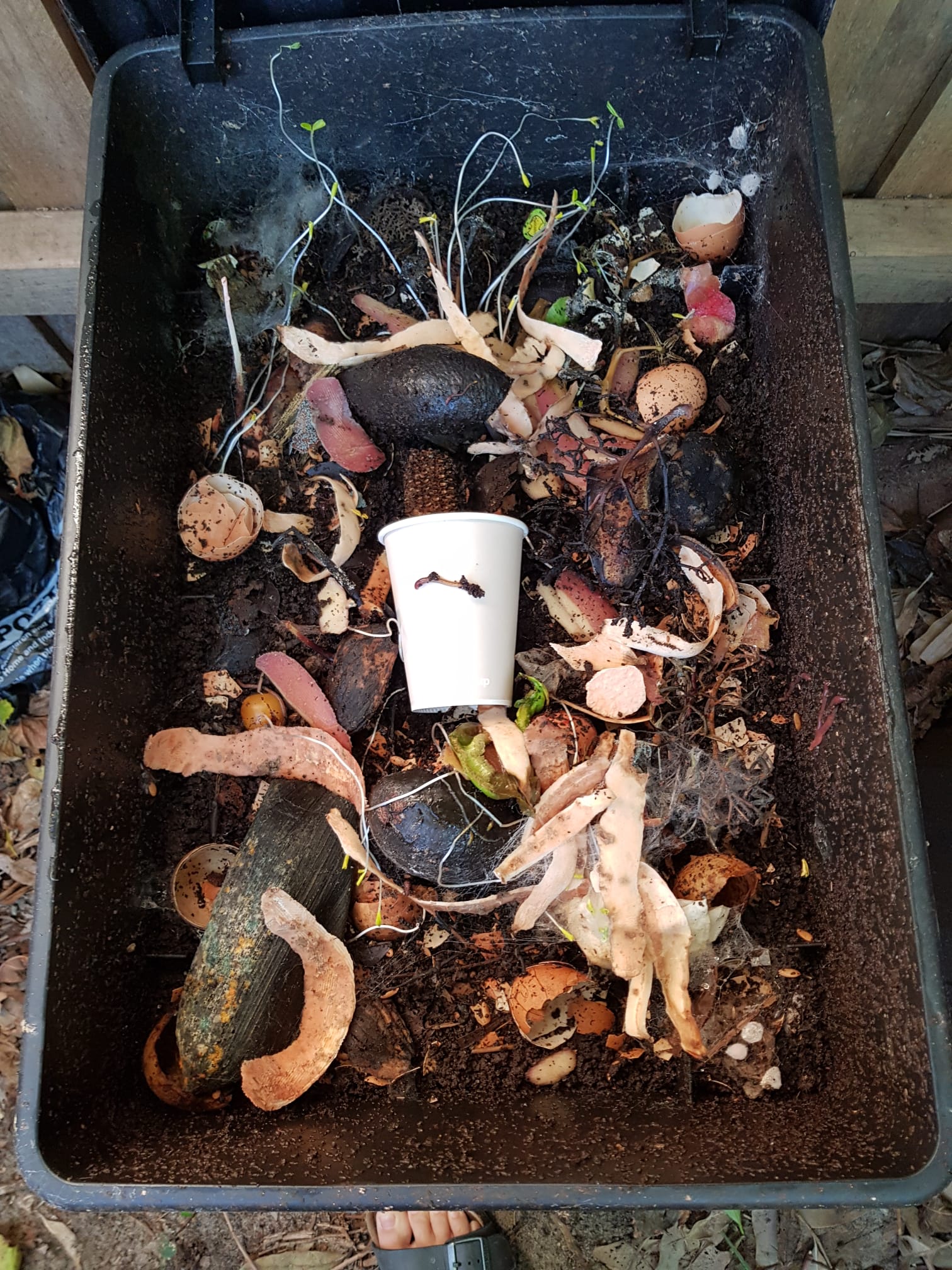 What Goes in a Compost Bin? Compost Connect